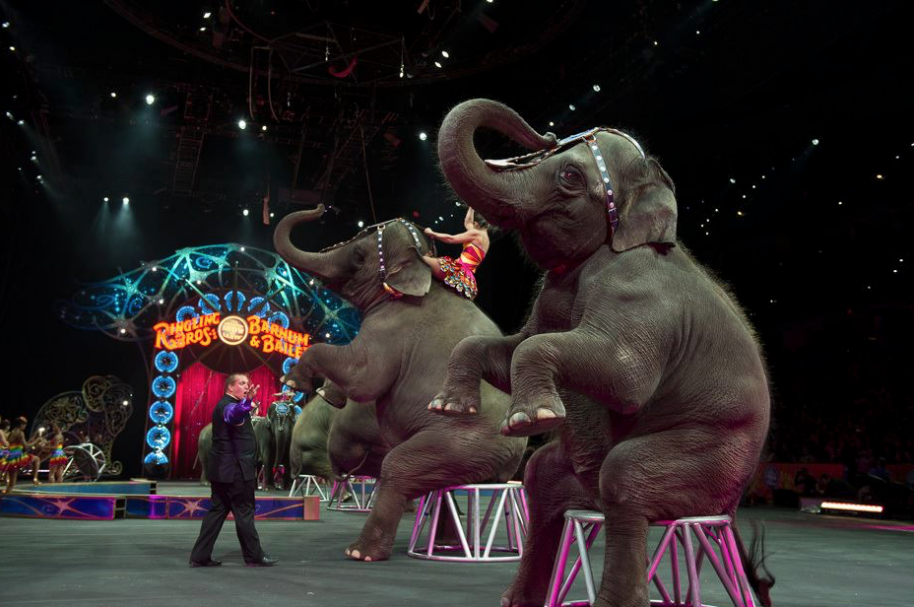 Último espectáculo de elefantes en uno de los circos más famosos de EE.UU. Último espectáculo de elefantes en uno de los circos más famosos de EE.UU.