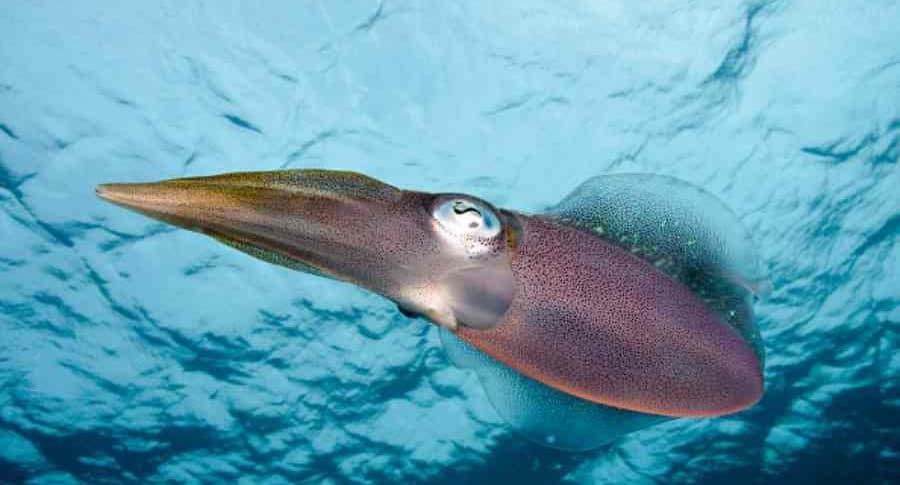 Calamar lanza tinta negra a un pescador en Australia