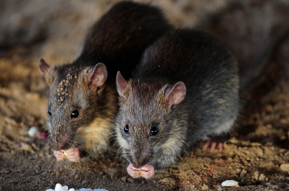 ratas: información y noticias de ratas | Pulzo