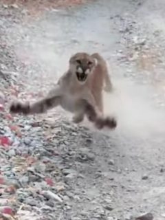 video viral: información y noticias de video viral | Pulzo