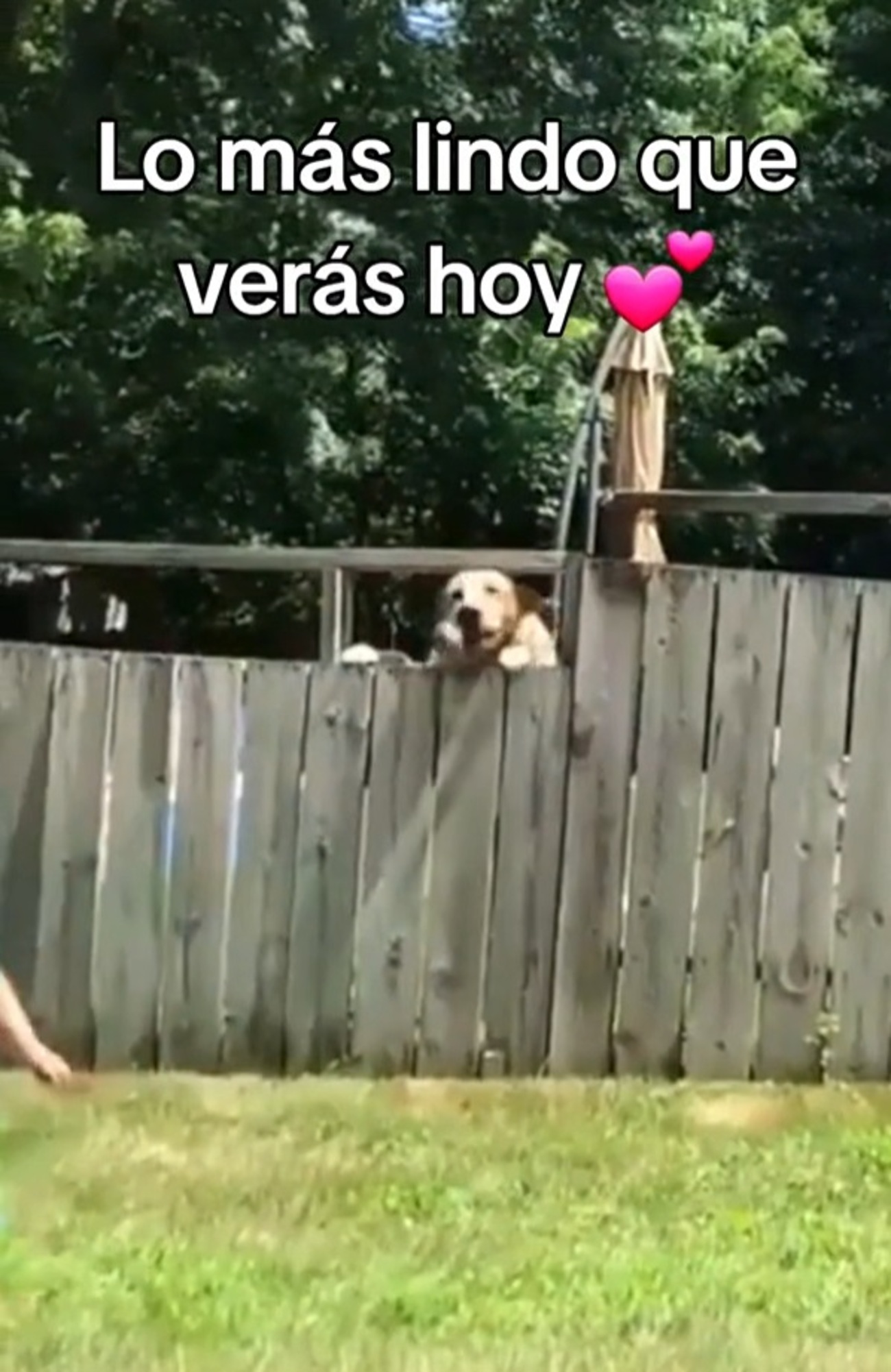 video viral: información y noticias de video viral | Pulzo