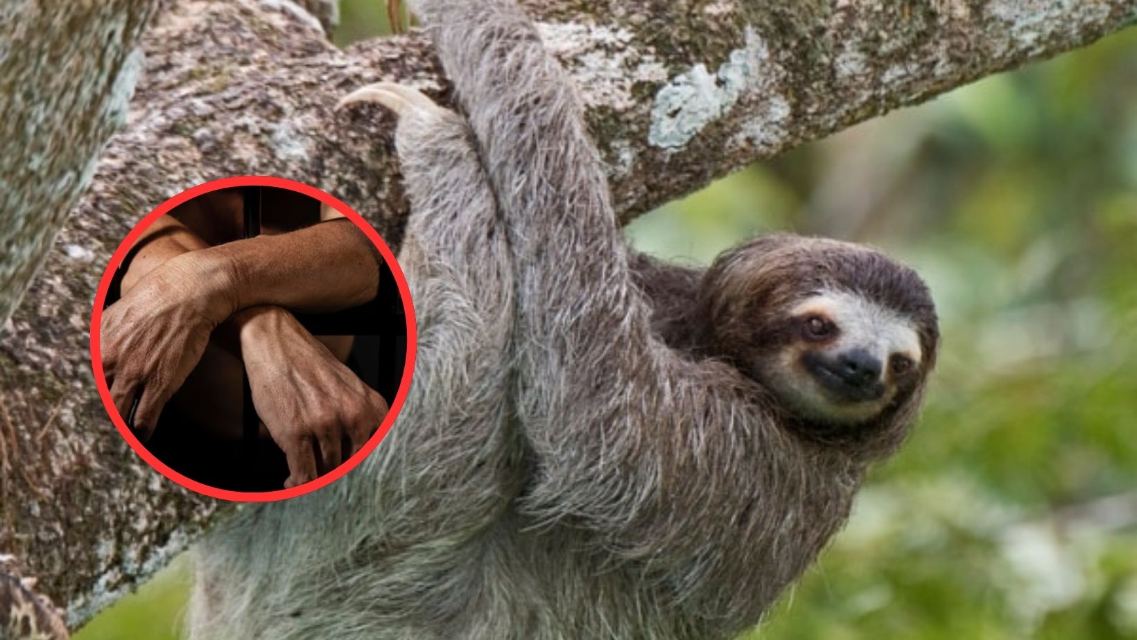 Condenan a mujer que le causó la muerte de oso perezoso que tenía como ...